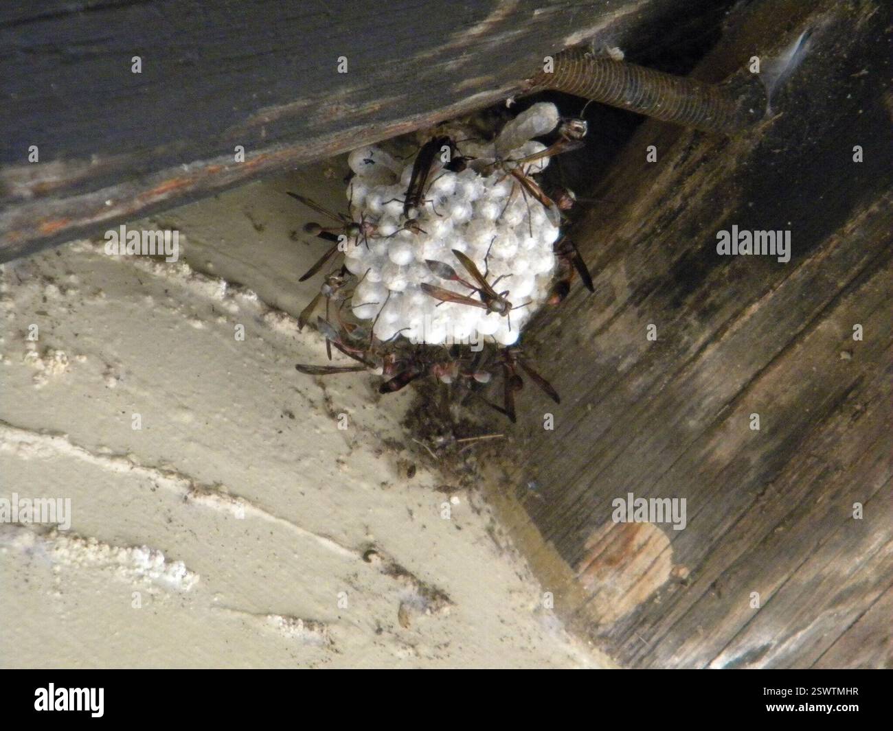 Needle-waisted Paper Wasps (Belonogaster), Insecta, Nkuhlu picnic site ...