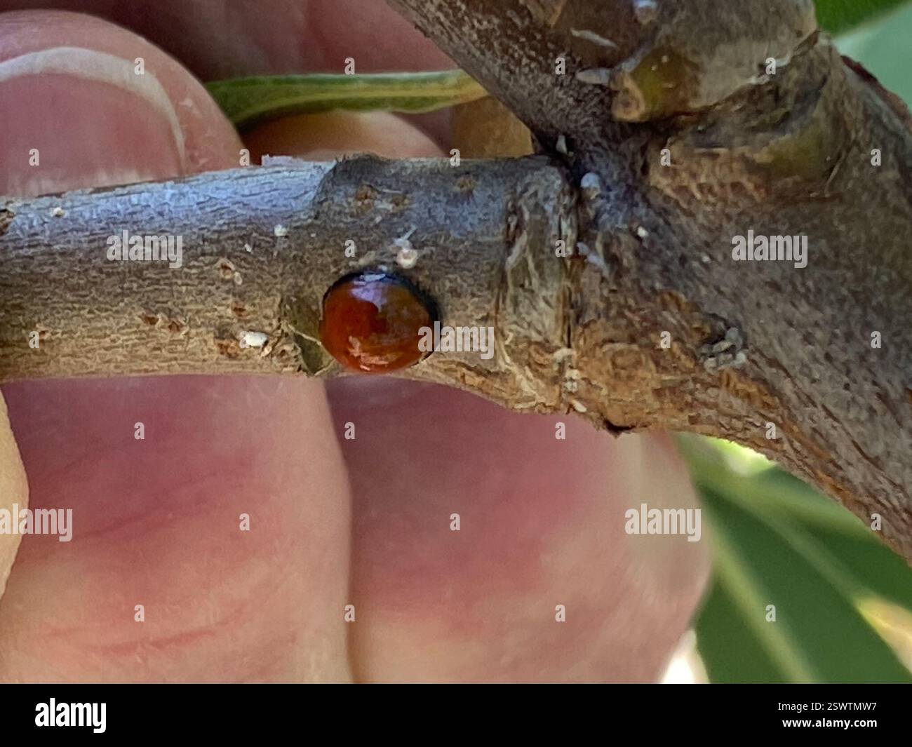 (Chilocorus circumdatus), Insecta, Wynnum Rd, Morningside, QLD, AU ...