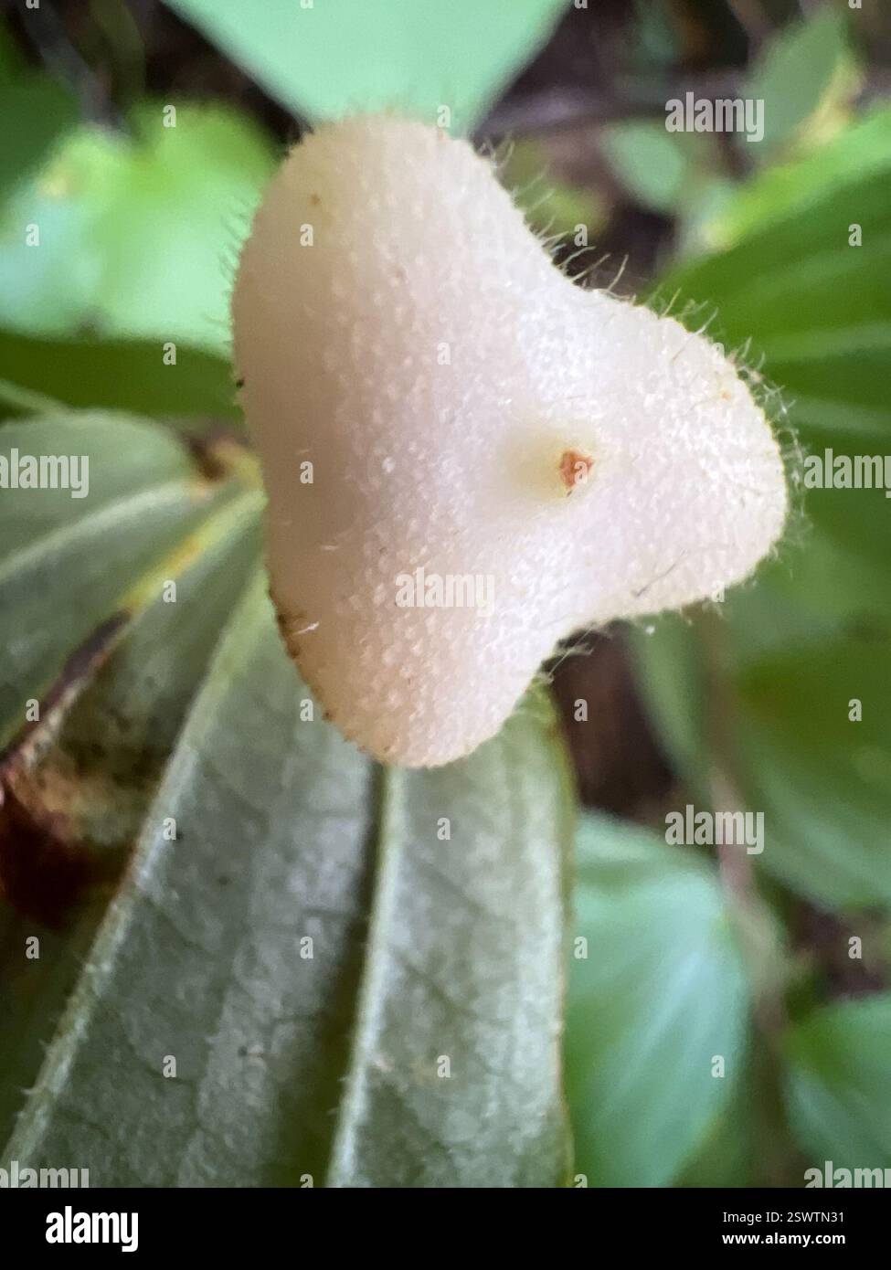 spotted mandarin (Prosartes maculata), Plantae, Nantahala National ...