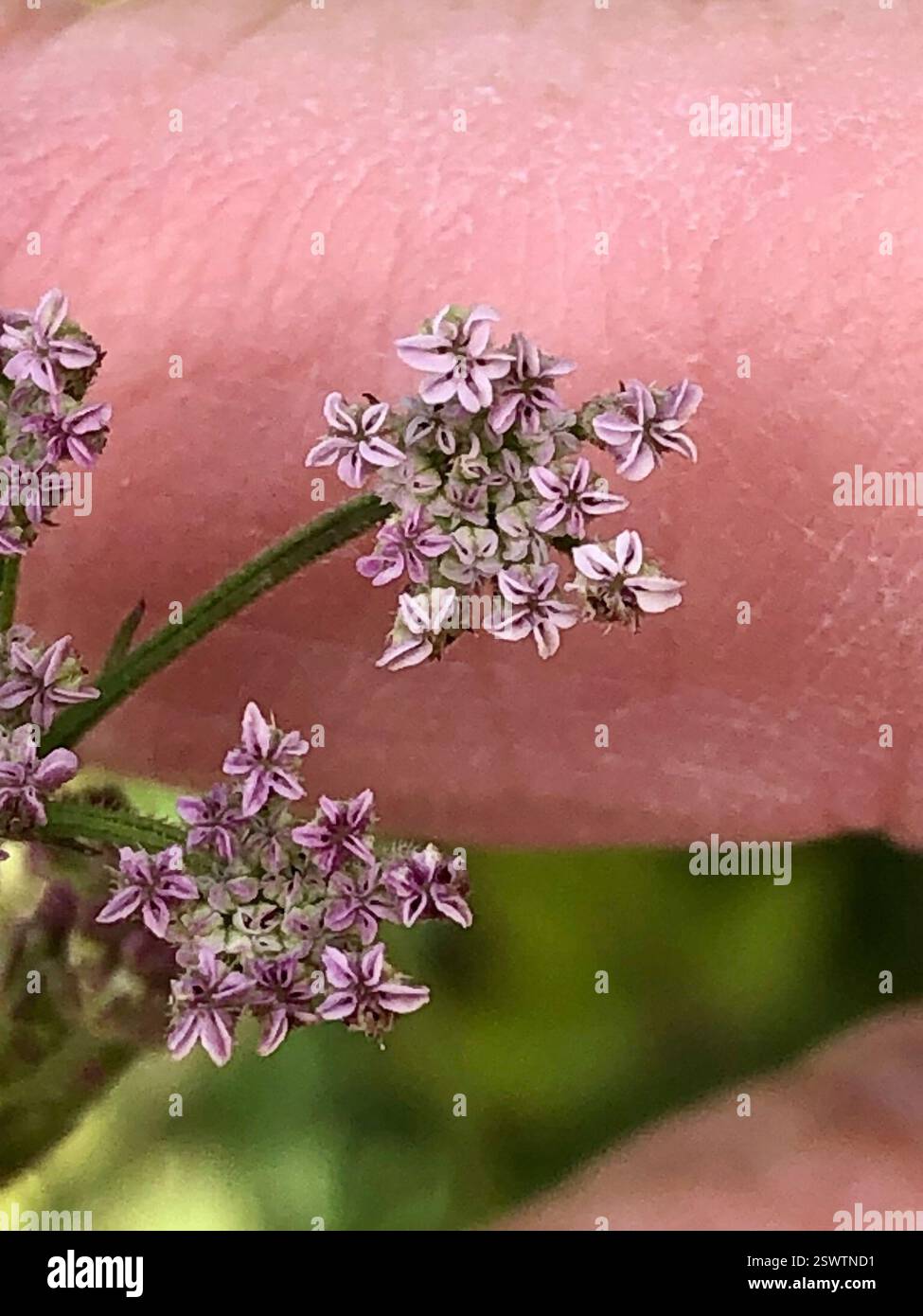 upright hedge-parsley (Torilis japonica), Plantae, Merthyr Mawr ...