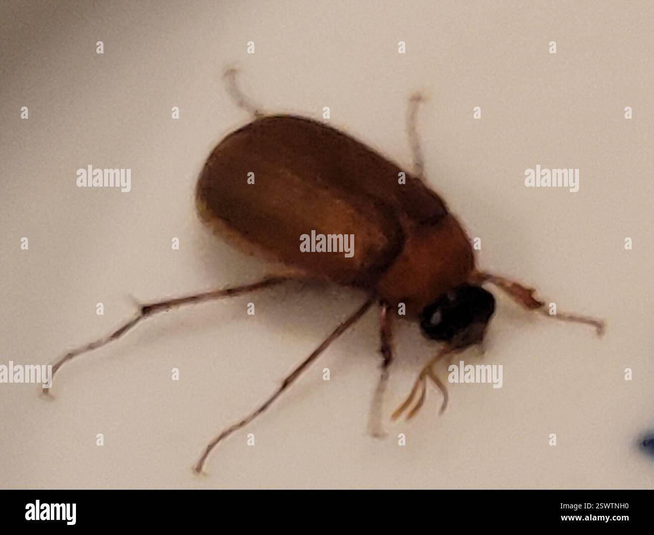 Brown Chafer (Serica brunnea), Insecta, 3450 Lillerød, Danmark Stock ...