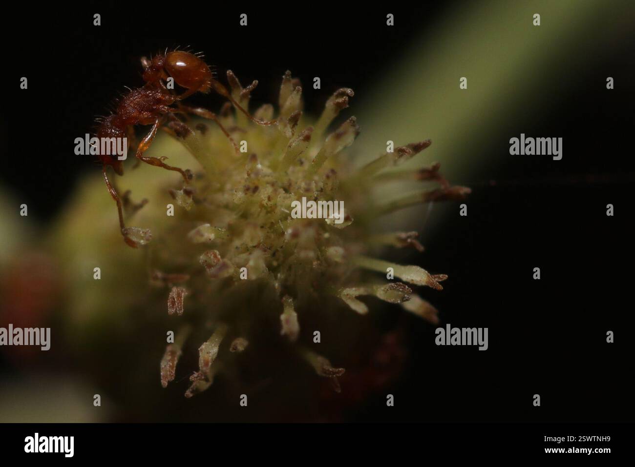 Little Fire Ant (Wasmannia auropunctata), Insecta, Araçariguama, SP ...