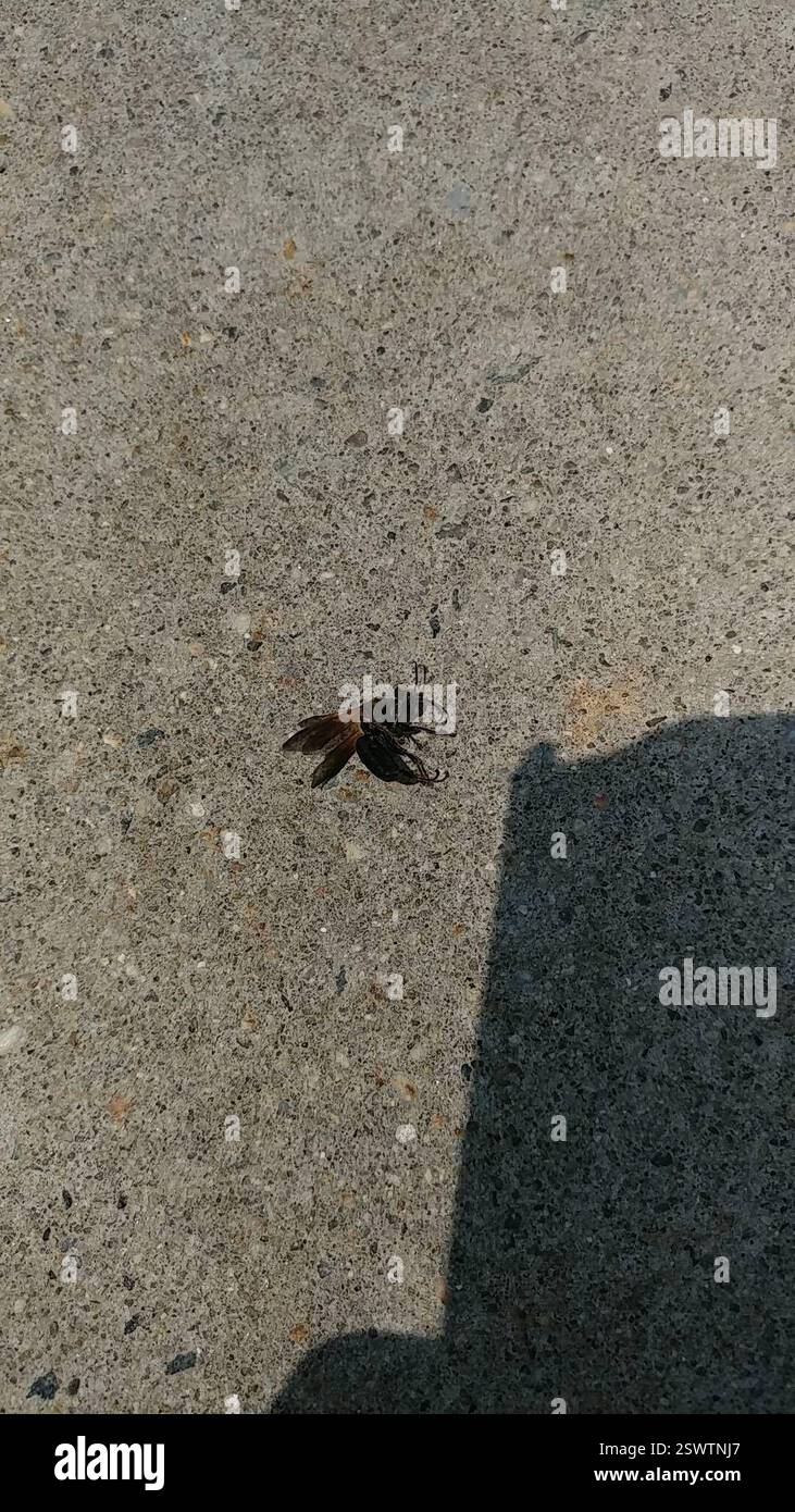 (Tachytes guatemalensis), Insecta, Monmouth County Library-Headquarters ...