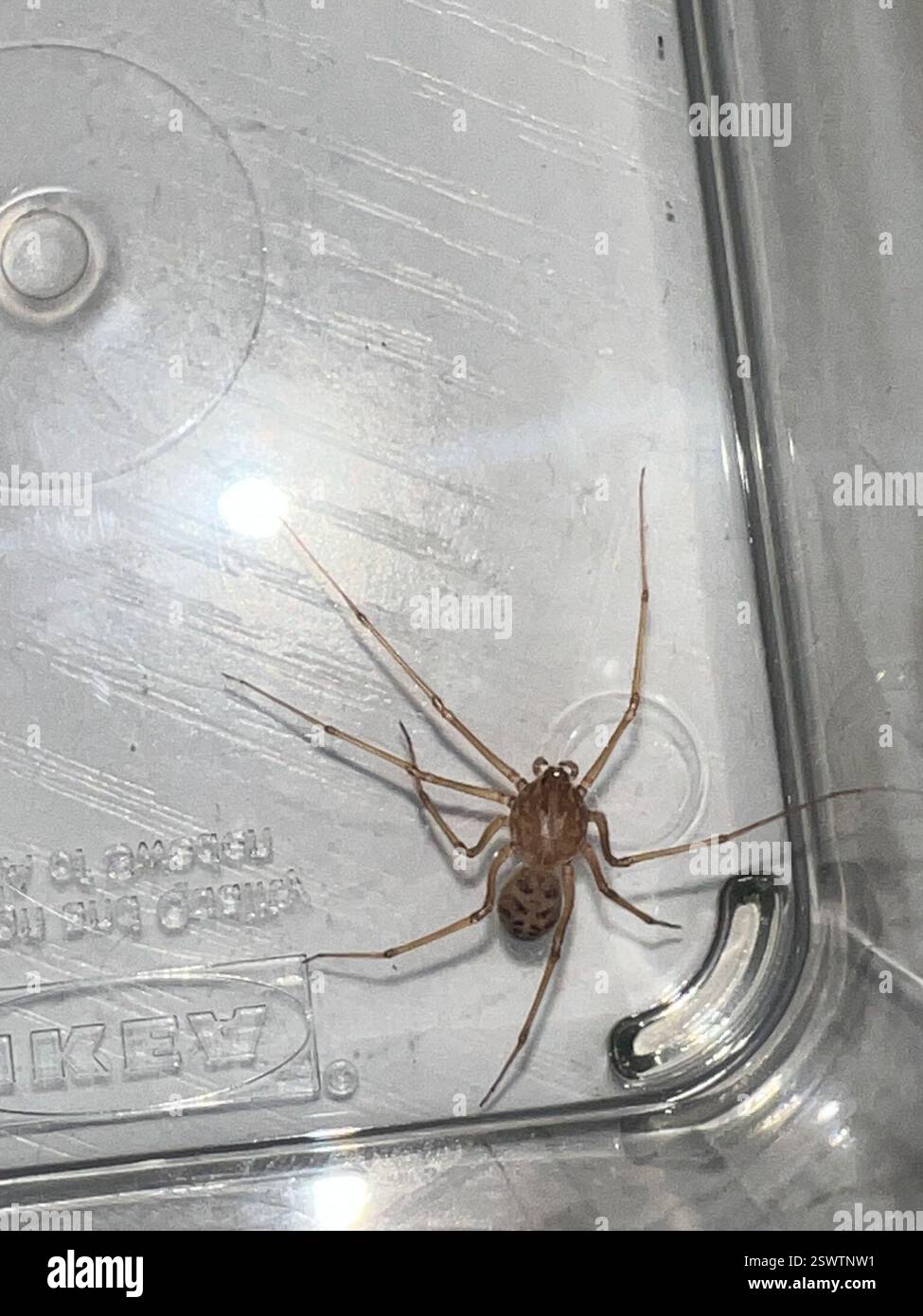 Univittata hi-res stock photography and images - Alamy