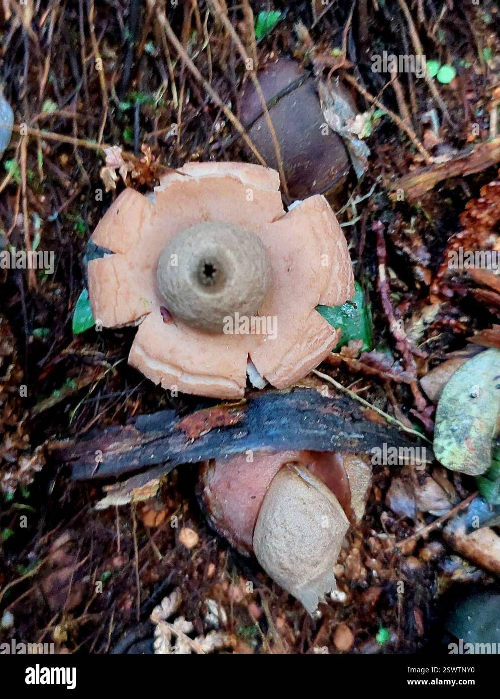 Earthstars (Geastrum), Fungi, Chatham Islands, Rekohu (Chatham Island ...