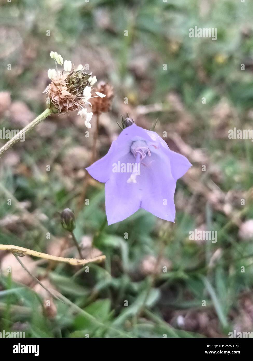Common Harebell (Campanula rotundifolia), Plantae, Suffolk, UK Stock ...