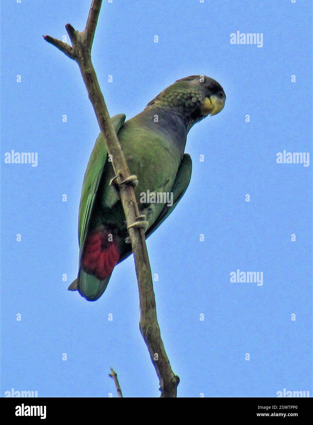 Scaly-headed Parrot (Pionus maximiliani), Aves, Gral Manuel Belgrano ...