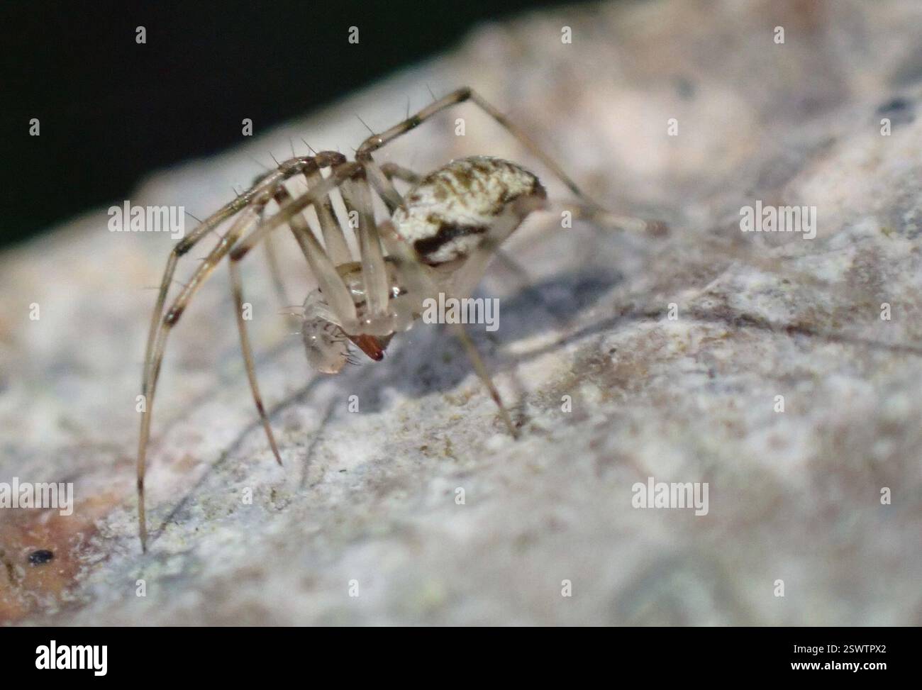 Invisible Spider (Drapetisca socialis), Arachnida, North, West and ...