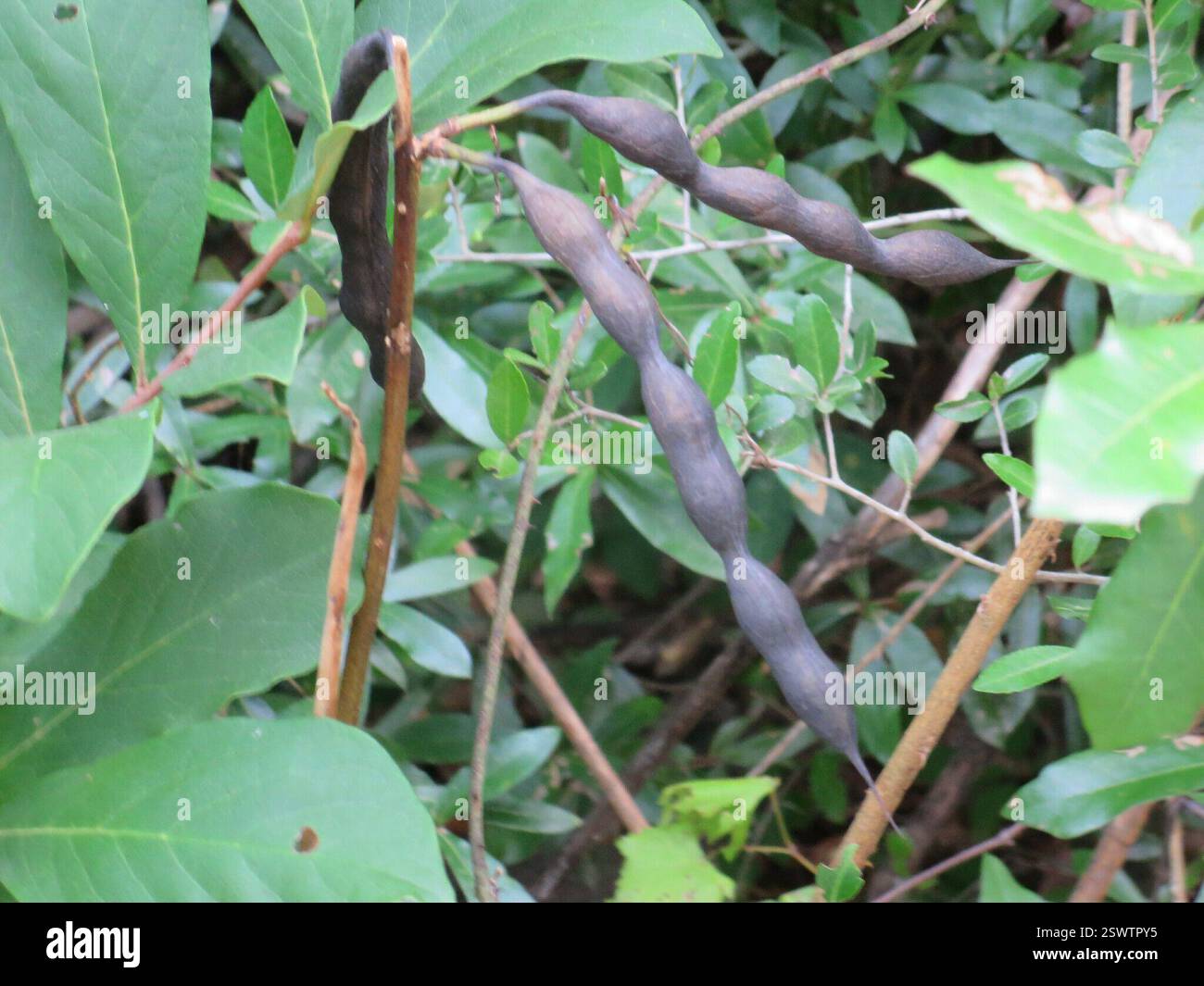 Coral Bean (Erythrina herbacea), Plantae, Wilshire Estates, Savannah ...