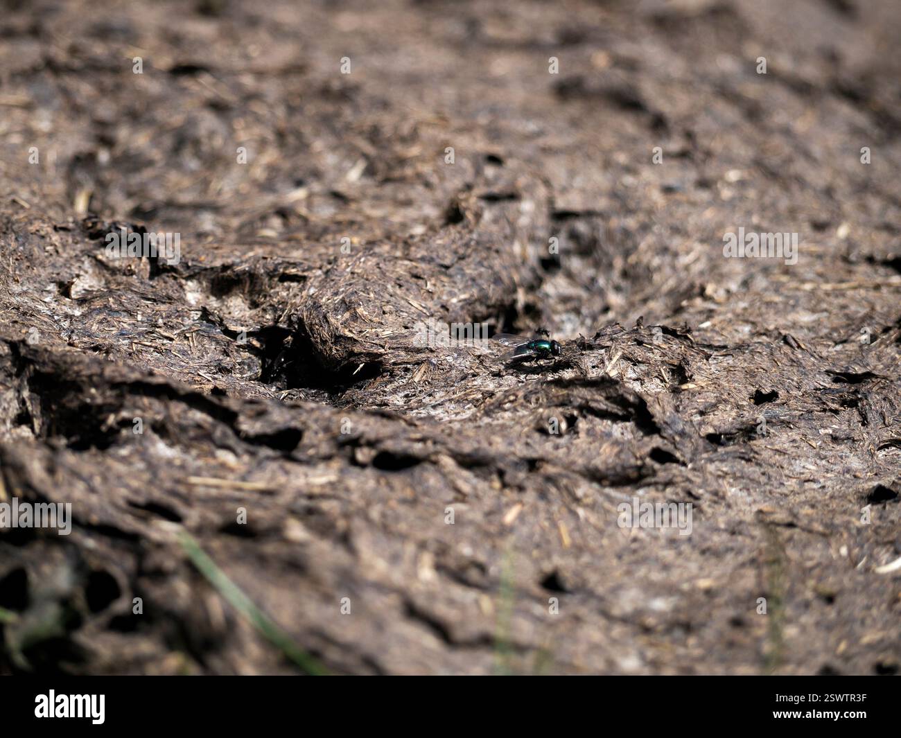 a cow dung natural fertilizer in dolomites Stock Photo - Alamy