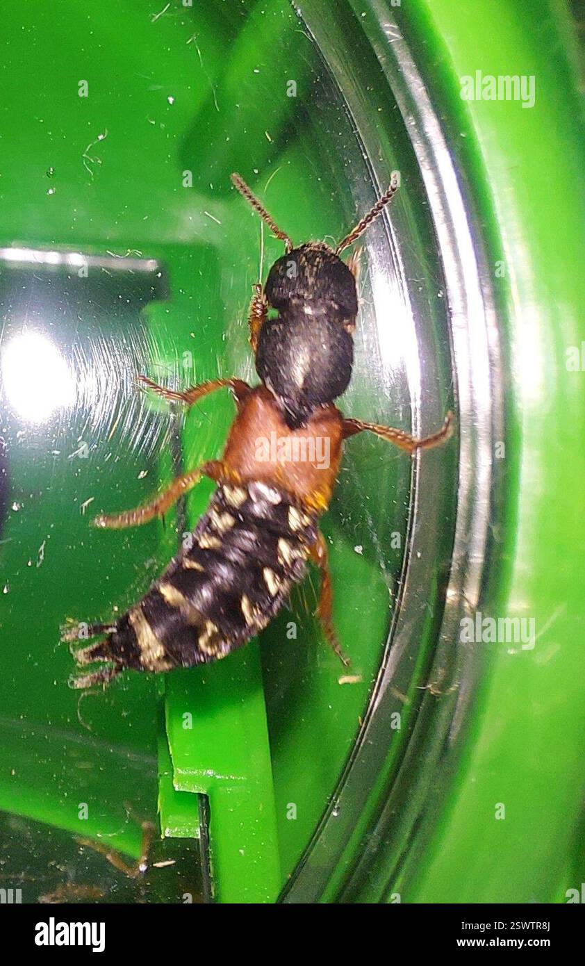 (Platydracus stercorarius), Insecta, P. E. Eriksens Vej 1 Stock Photo ...