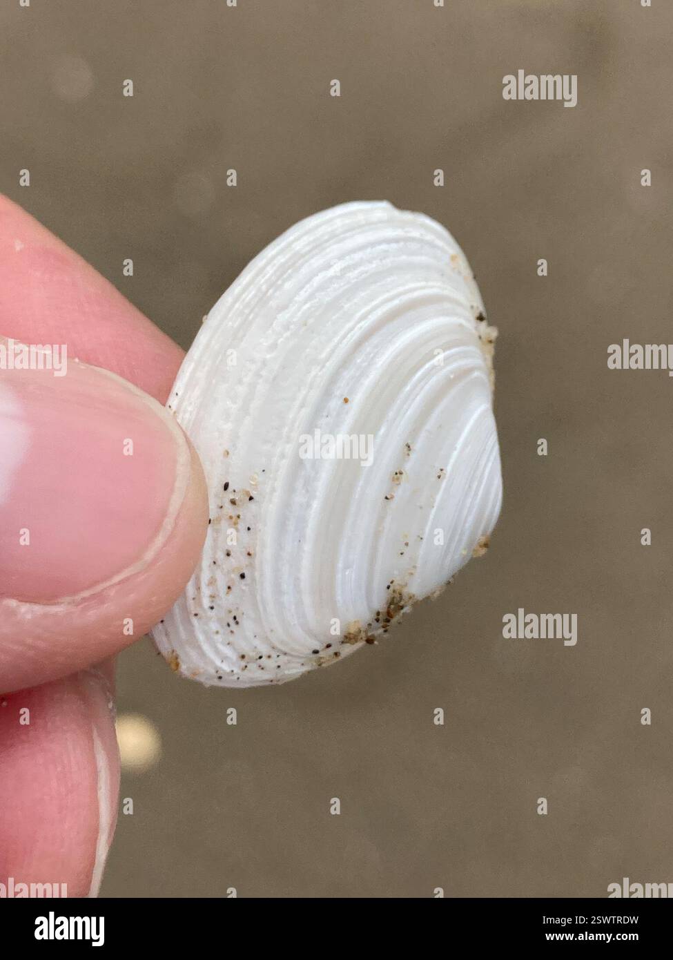 Peppery Furrow Shell (Scrobicularia plana), Mollusca, Aberdyfi Beach ...