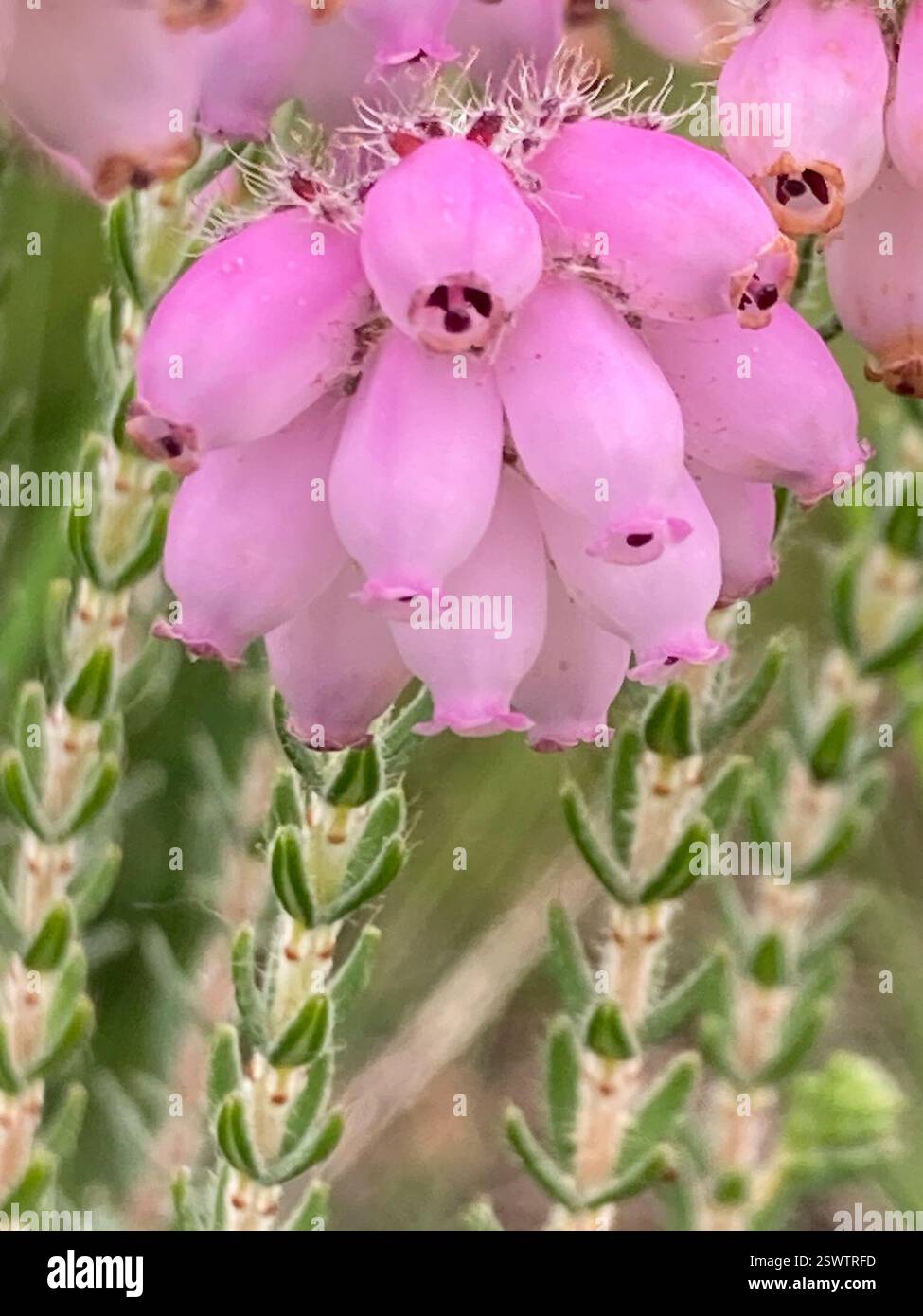 Cross-leaved Heath (Erica tetralix), Plantae, Corfe Mullen, Poole ...