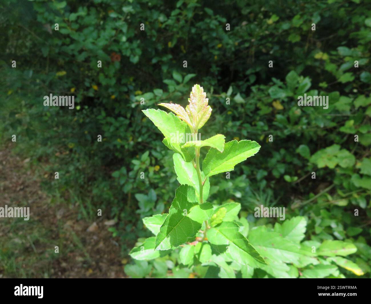 southern crabapple (Malus angustifolia), Plantae, Southern Crabapple ...