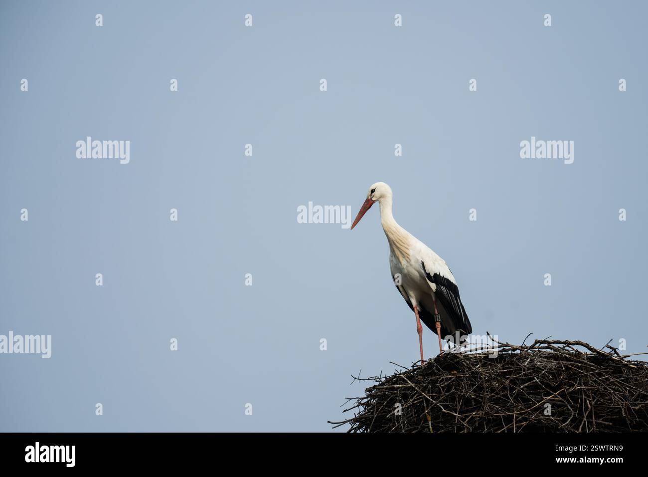 Donaueschingen, Germany. 22nd Feb, 2025. A stork stands in a stork's ...