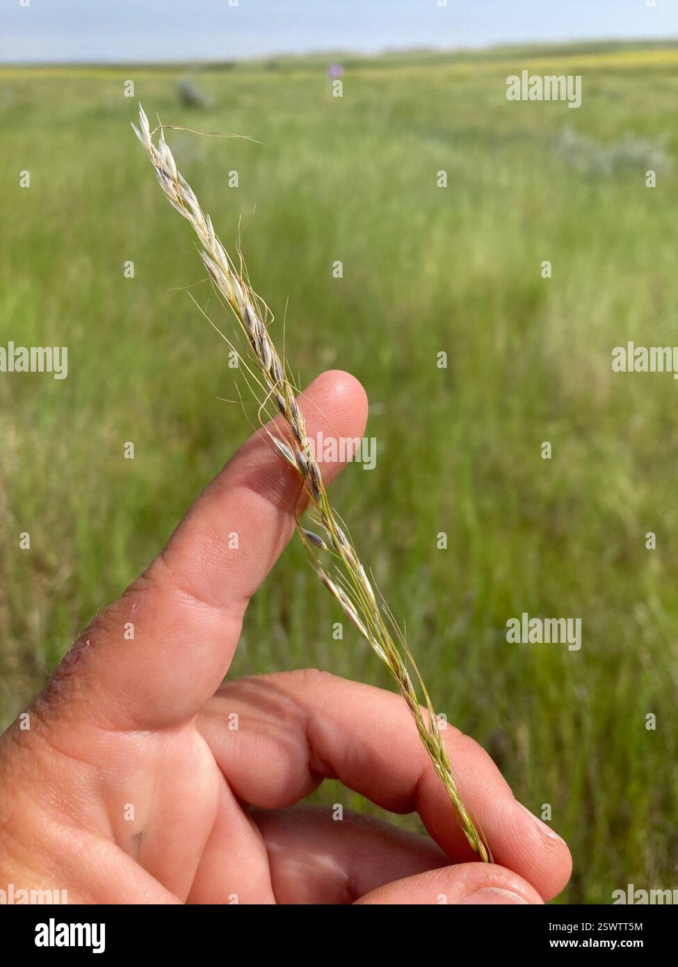 green needlegrass (Nassella viridula), Plantae, Terry, MT, US Stock ...