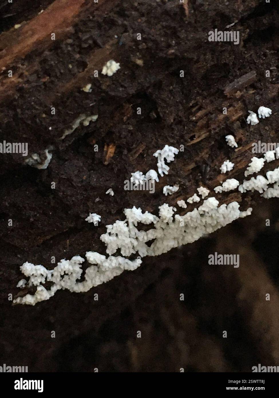 Common Coral Slime (Ceratiomyxa fruticulosa), Protozoa, Lena Cove ...