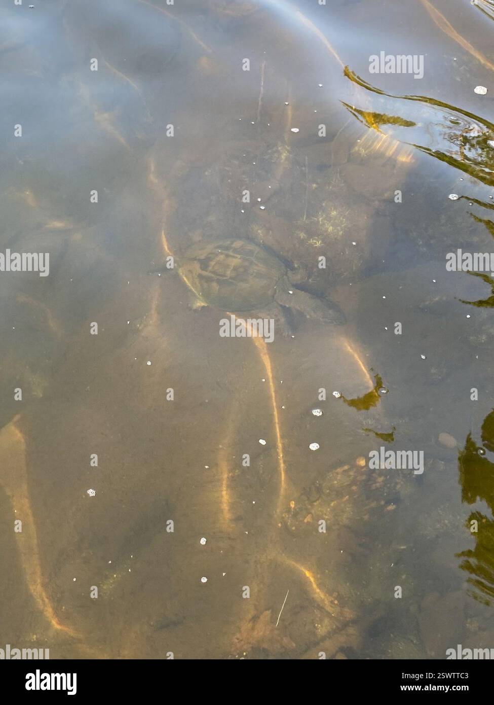 Common Snapping Turtle (Chelydra serpentina), Reptilia, Windsor Dr ...