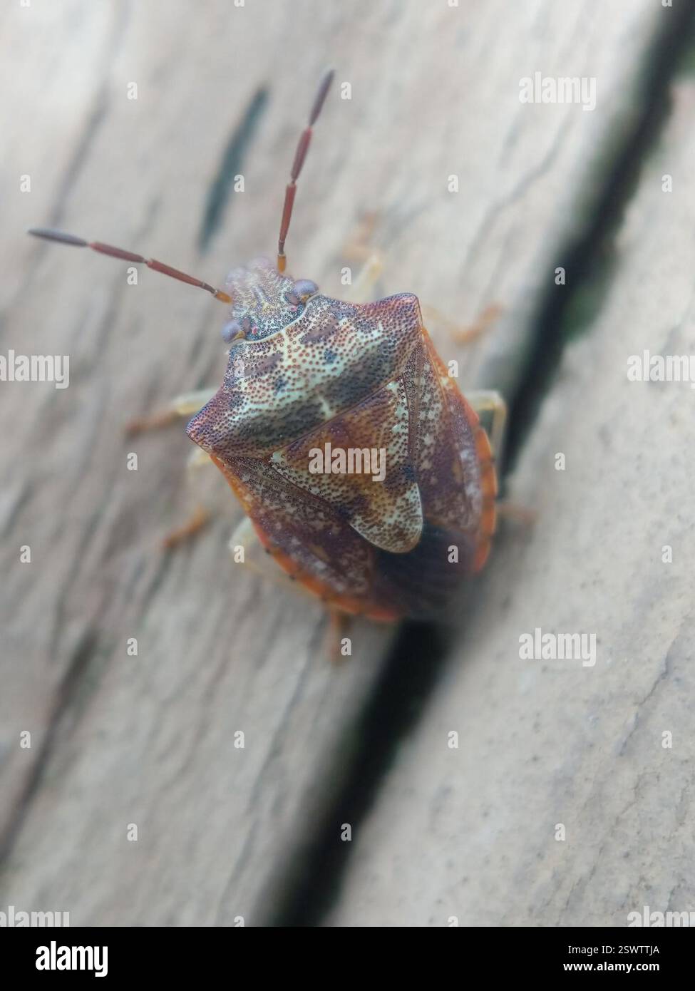 (Dendrocoris humeralis), Insecta, Union Hall, VA, USA Stock Photo - Alamy