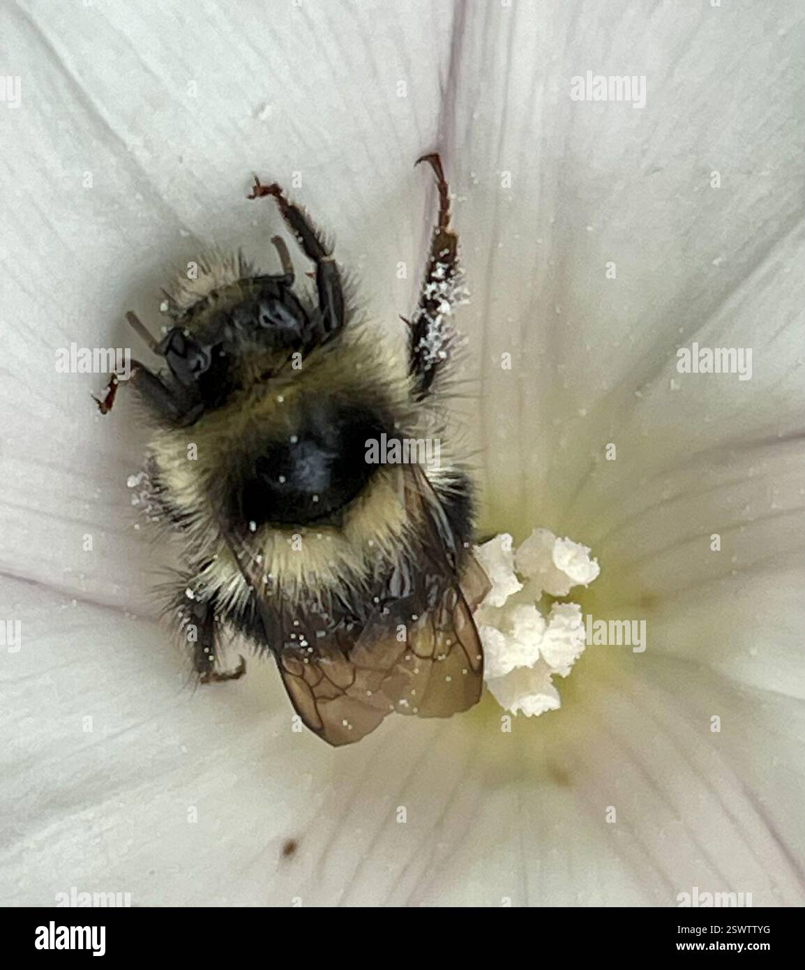 Black-tailed Bumble Bee (Bombus melanopygus), Insecta, Andrew Molera ...