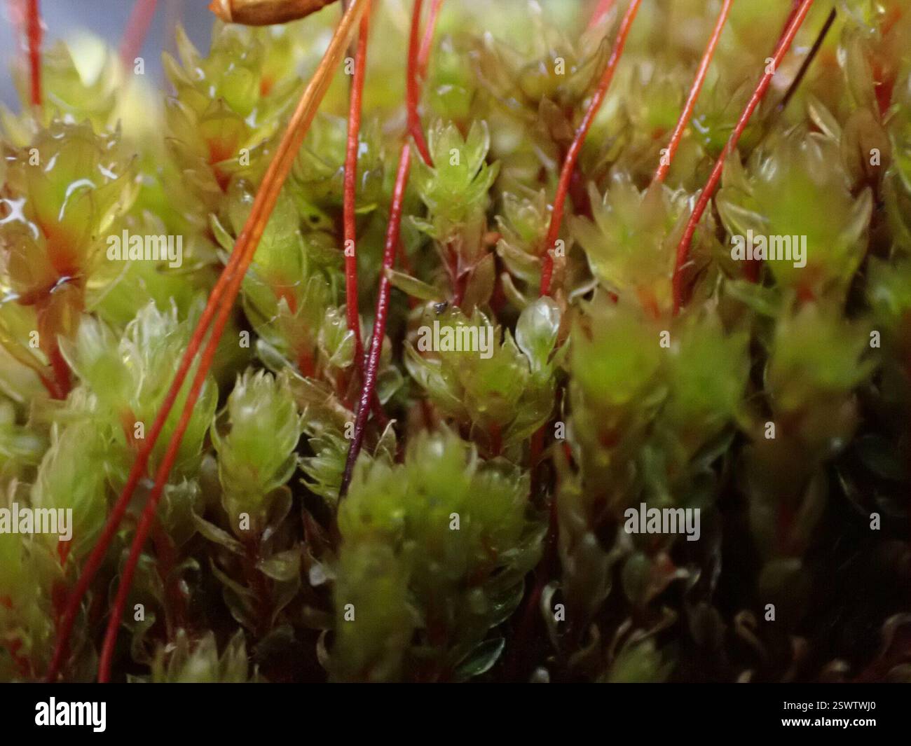 Long-leaved Thread Moss (Ptychostomum pseudotriquetrum), Plantae, Mount ...