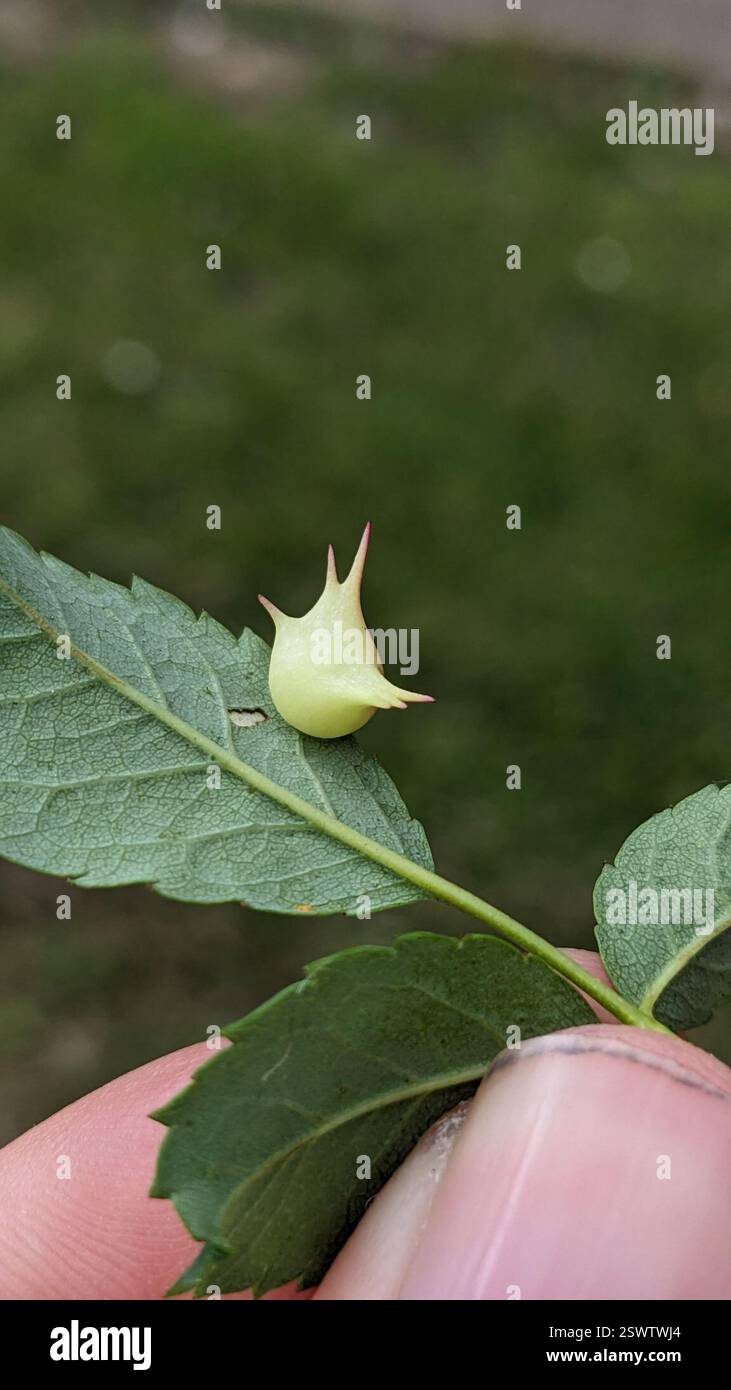 Spiked Pea Gall Wasp (Diplolepis nervosa), Insecta, Enfield EN2, UK ...