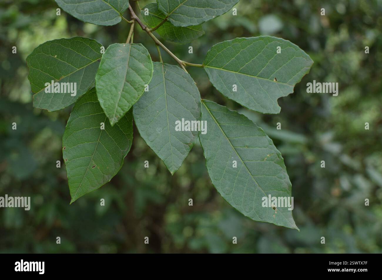 Japanese Tallow Tree (Neoshirakia japonica), Plantae, 中国浙江省杭州市临安区 Stock ...