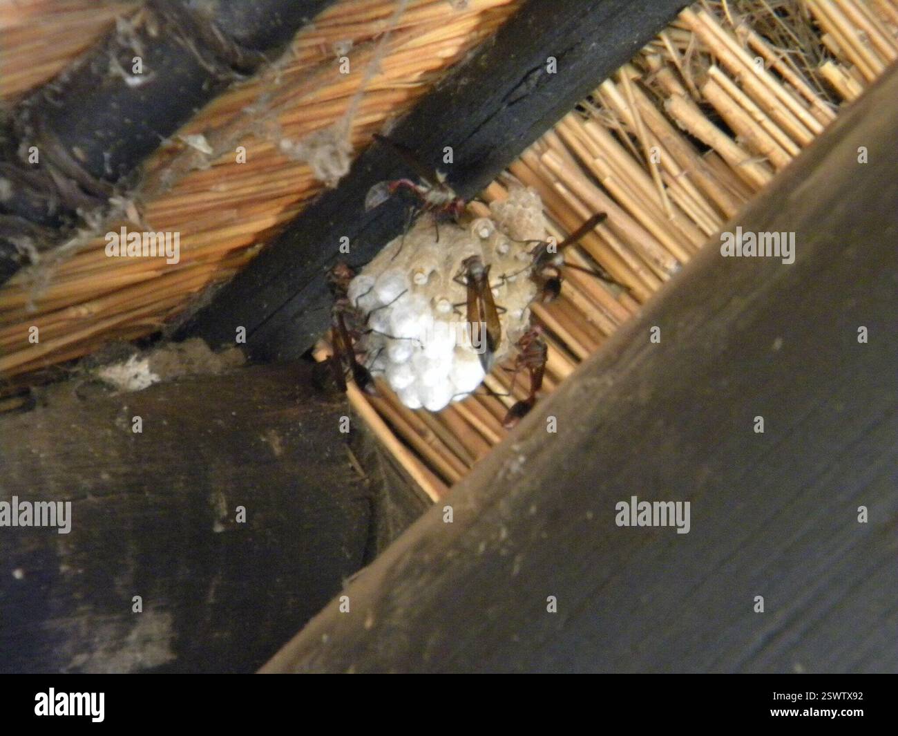 Needle-waisted Paper Wasps (Belonogaster), Insecta, Nkuhlu picnic site ...