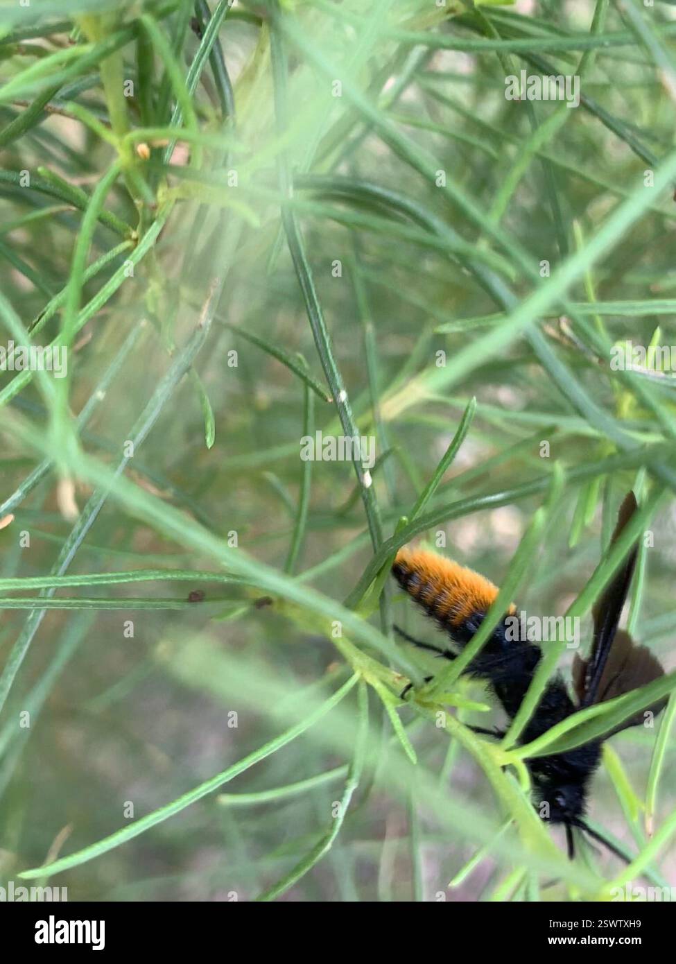 Fire-tailed Scoliid Wasp (Triscolia ardens), Insecta, Socorro, NM, US ...