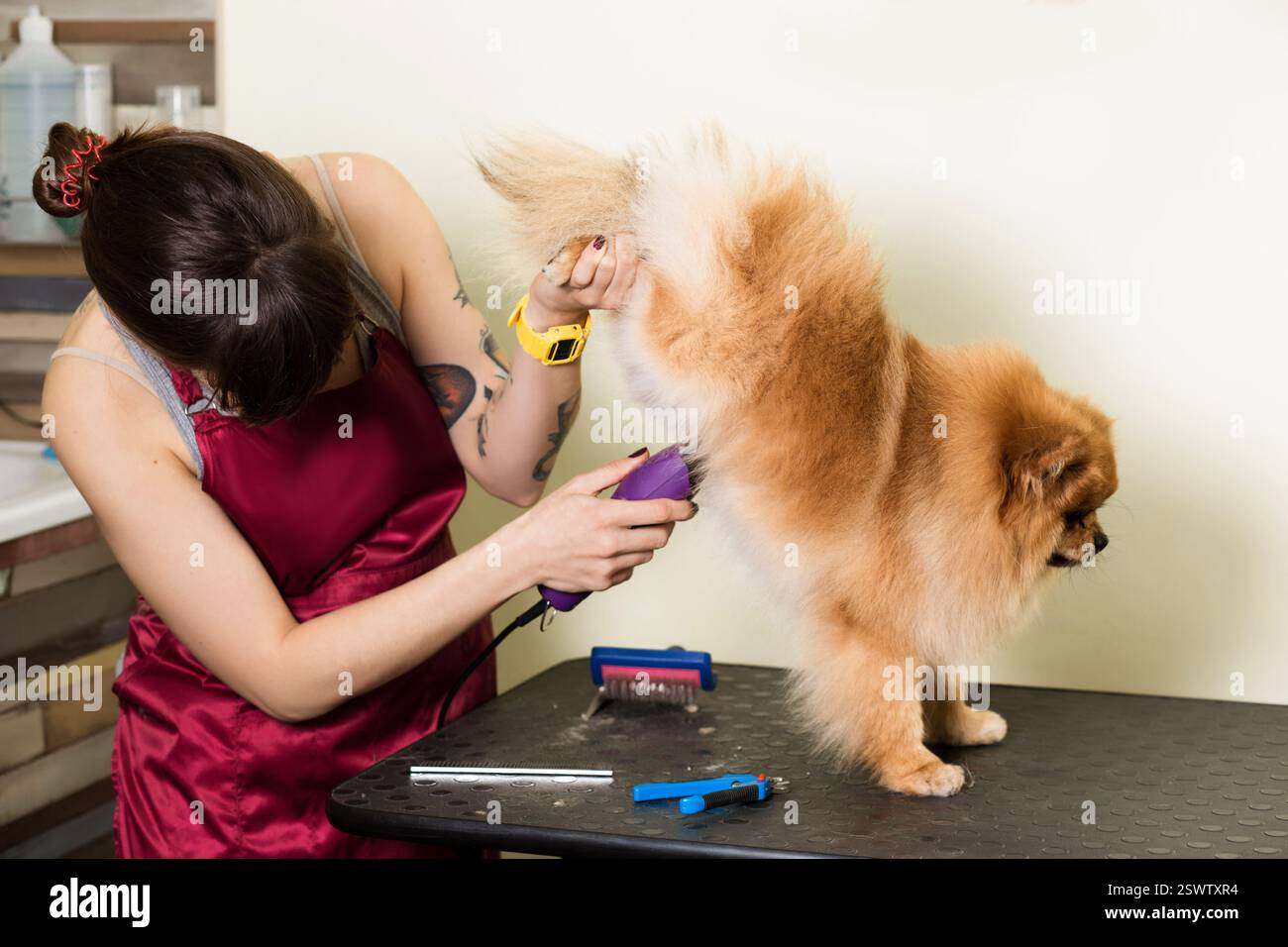 Groomer woman haircut cute pet in hair service. Dog grooming Stock Photo - Alamy