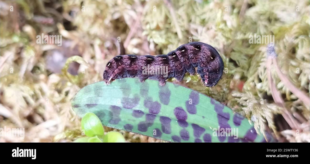 Red Chestnut (Cerastis rubricosa), Insecta, Свердловская обл., Россия ...