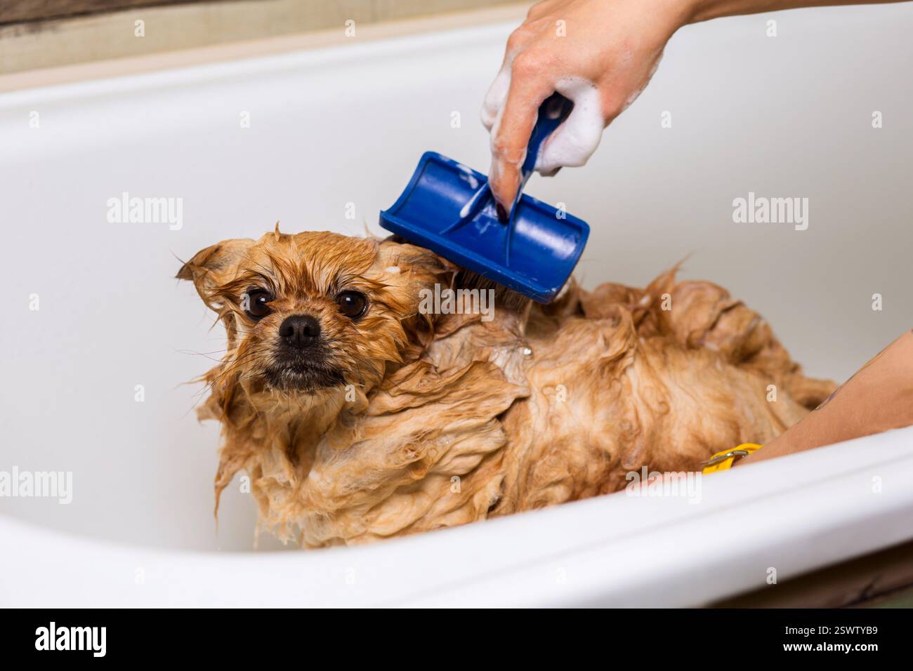 Groomer combing wet dog in the bathroom, grooming spitz. Taking care of ...