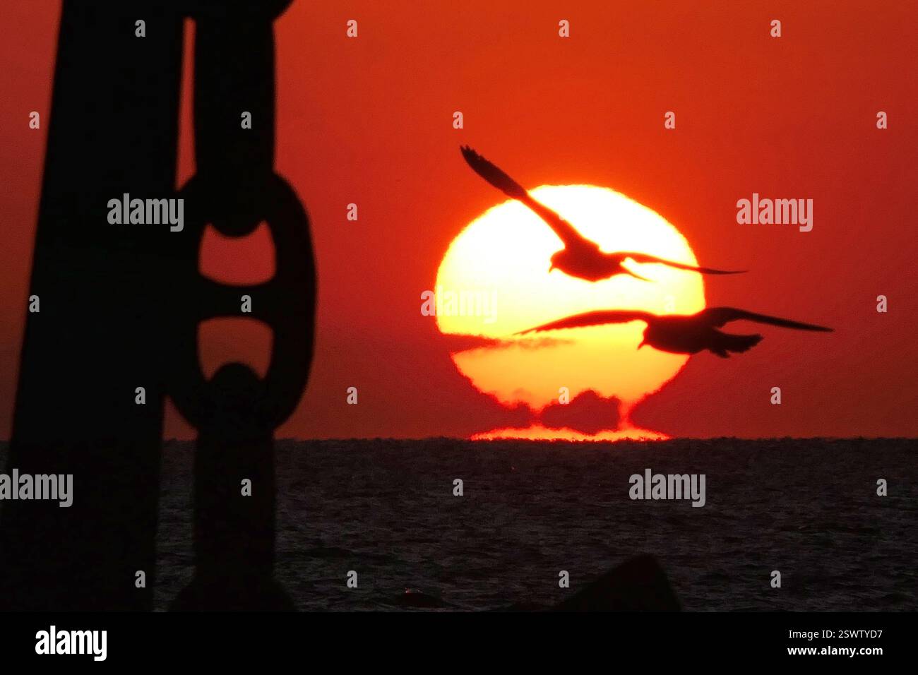 YANTAI, CHINA - FEBRUARY 22, 2025 - Seagulls dance with the rising sun ...