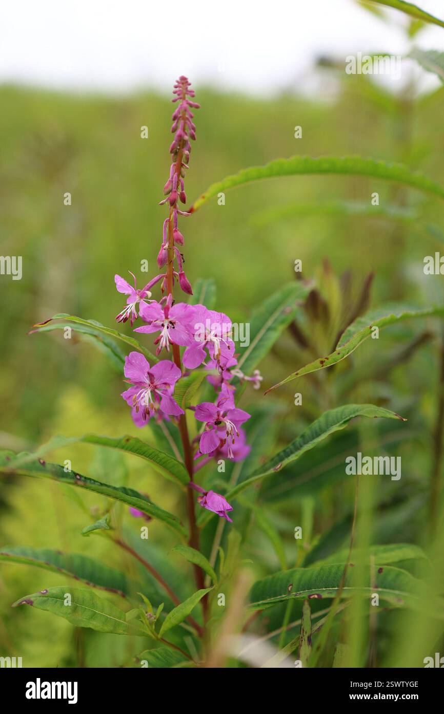 fireweed (Chamaenerion angustifolium), Plantae, Grand Manan, NB, Canada Stock Photo - Alamy