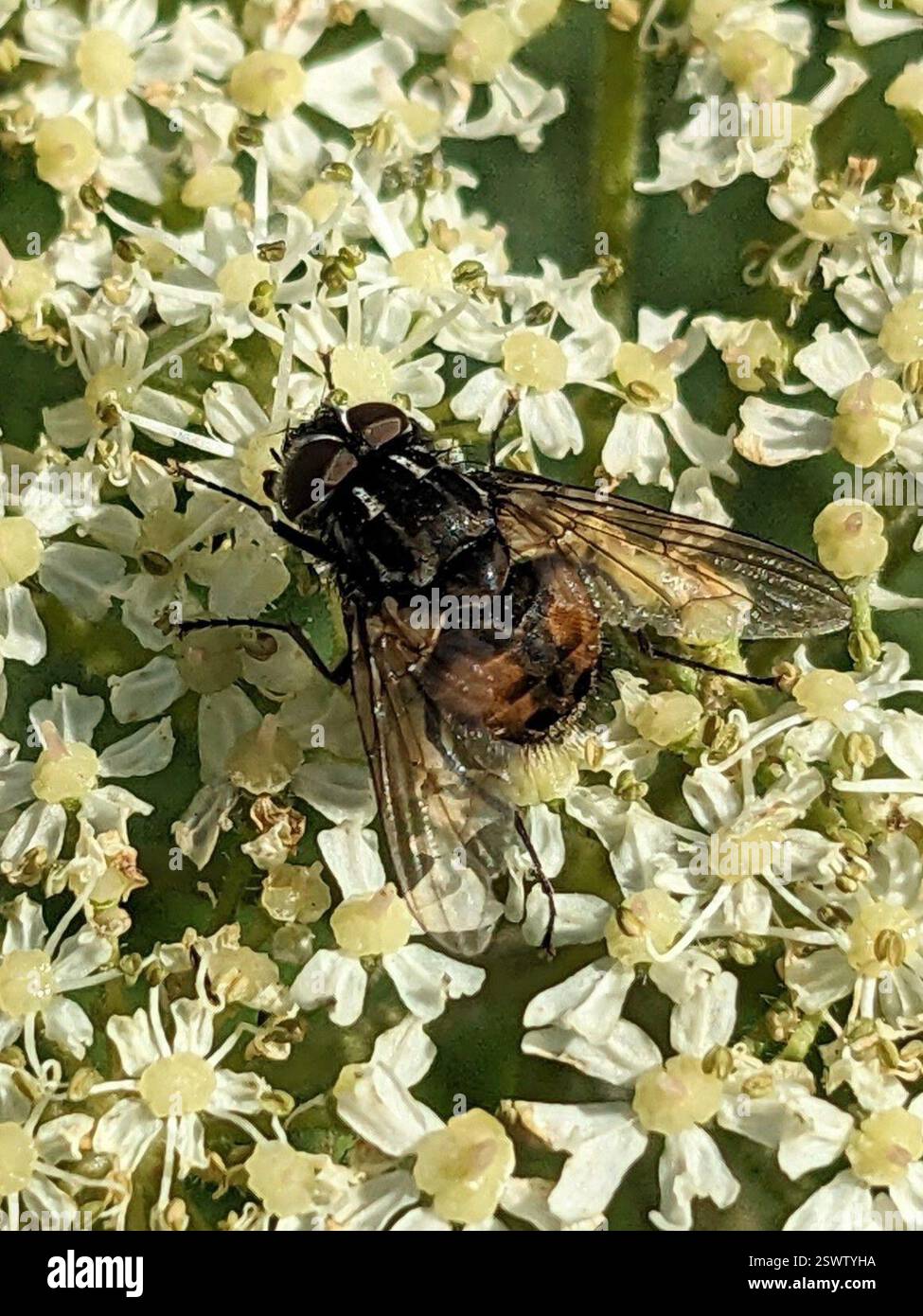 (Graphomya maculata), Insecta, Durham, England, GB Stock Photo - Alamy