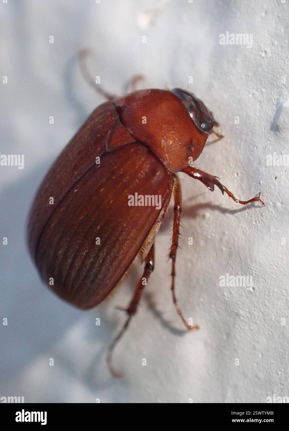 Brown Chafer (Serica brunnea), Insecta, Inchnadamph Lodge, Lairg ...