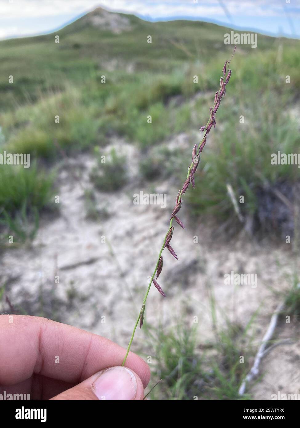 Sideoats Grama (Bouteloua curtipendula), Plantae, Prairie County, US-MT ...