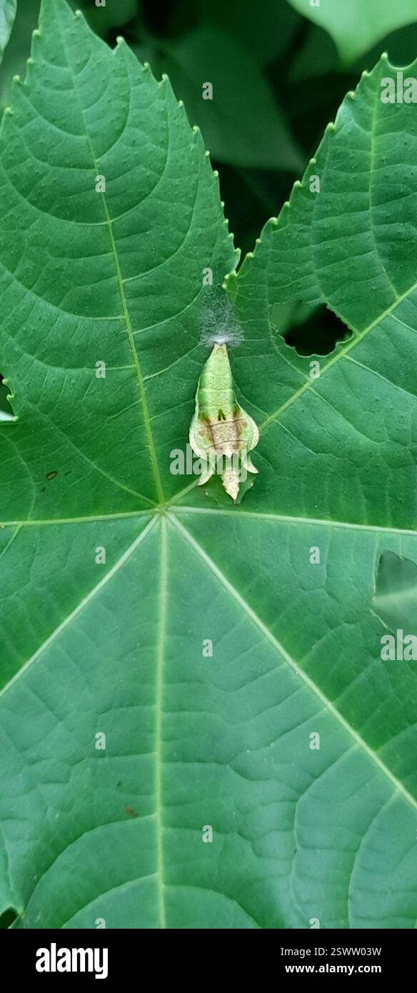 Common Castor Butterfly (Ariadne merione), Insecta, 848/6, Fort Kengeri ...