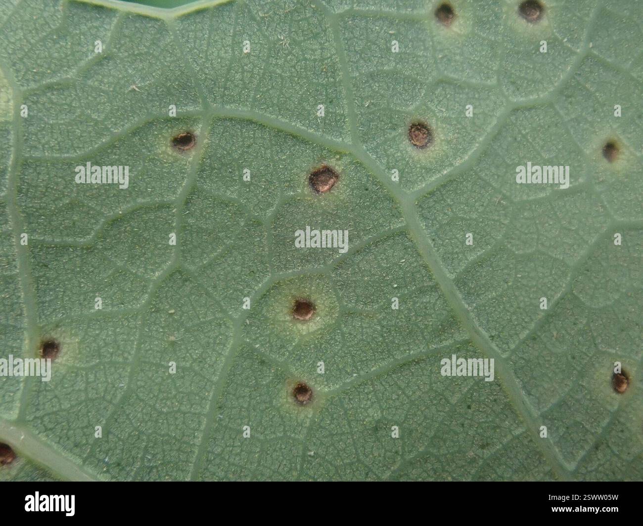 (Neuroterus tantulus), Insecta, Athol, MA, USA, On White Oak Stock ...
