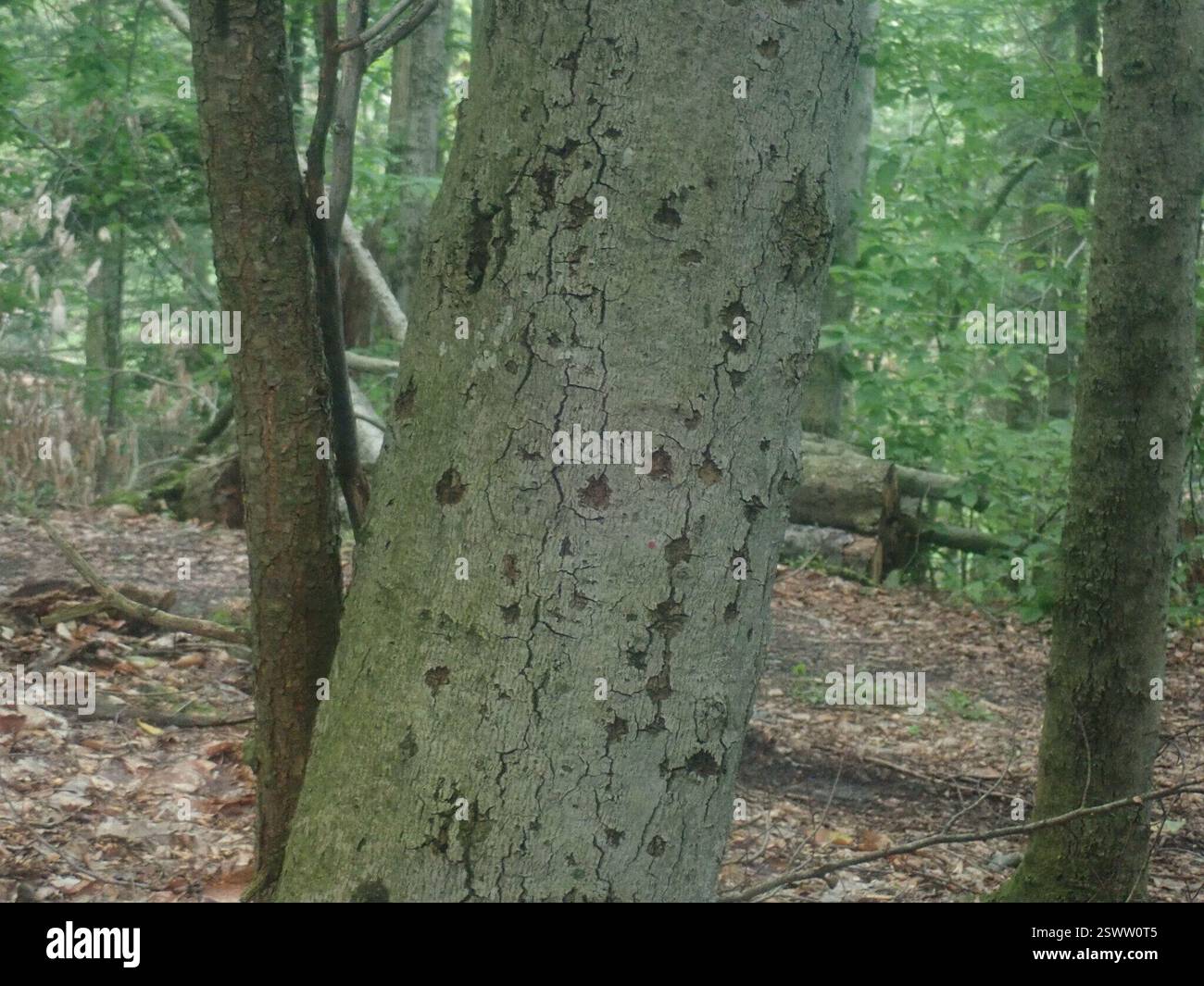 Beech Bark Canker Fungus (Neonectria faginata), Fungi, New York, US ...