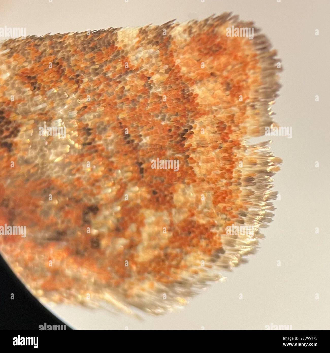 Jack Pine Budworm Moth (Choristoneura pinus), Insecta, Bruce St, Sault ...