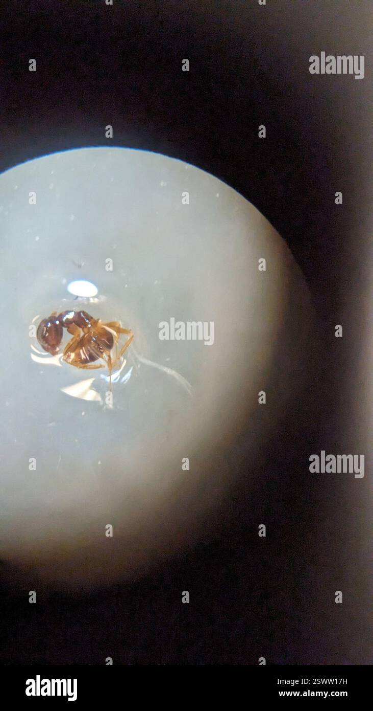 Turfgrass Ant (Lasius neoniger), Insecta, Brookfield, WI, USA Stock ...
