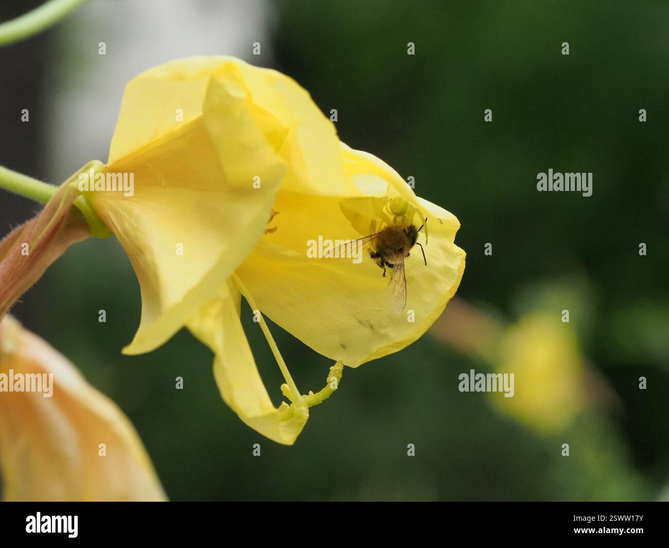 Goldenrod Crab Spider (Misumena vatia), Arachnida, An den Lichtwiesen ...