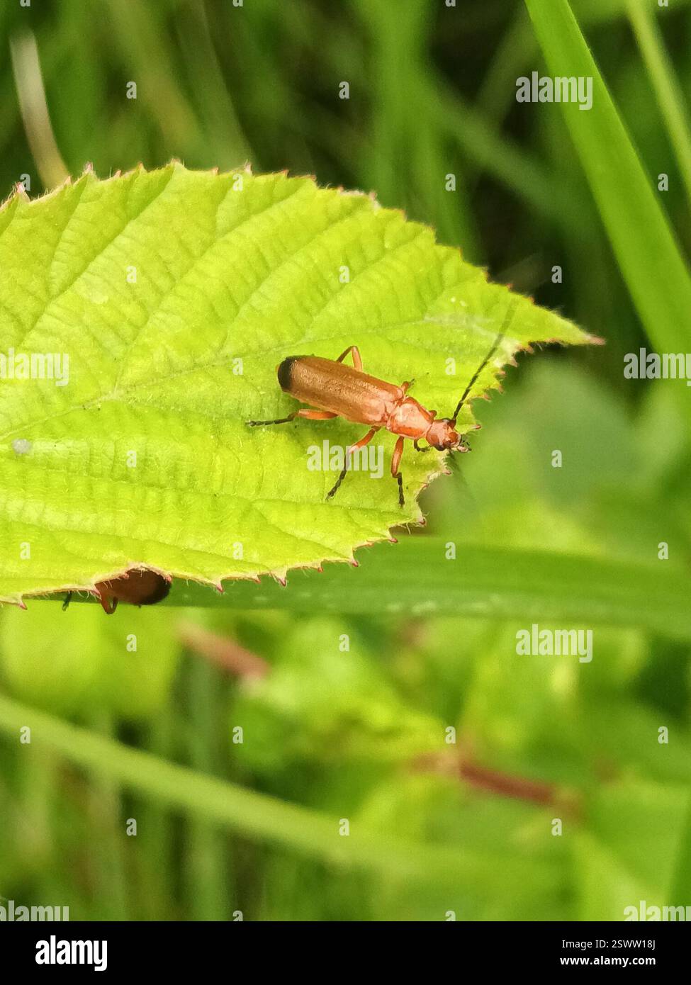 Common Red Soldier Beetle (Rhagonycha fulva), Insecta, Brierley Hill ...