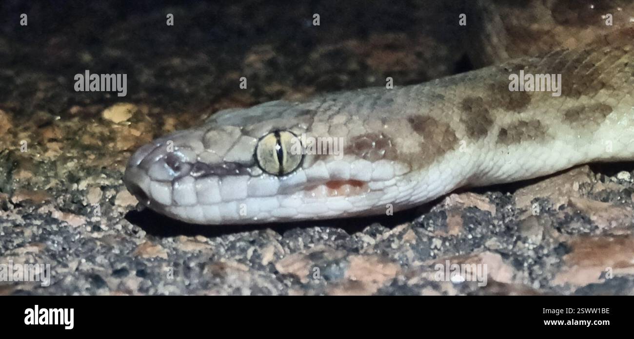 Children's Python (Antaresia childreni), Reptilia, Northern Territory ...