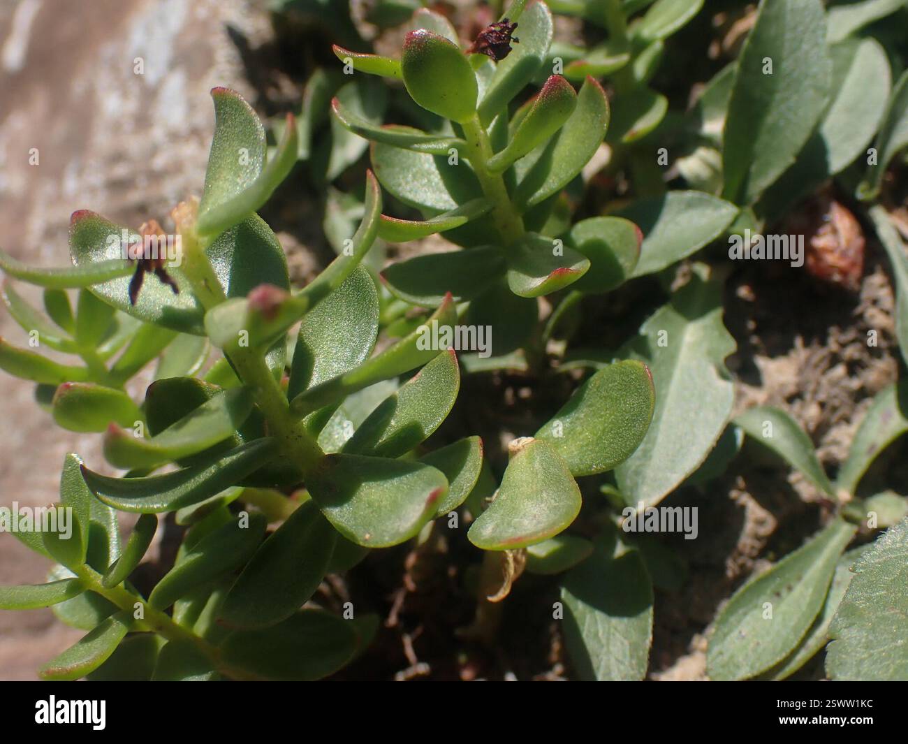western roseroot (Rhodiola integrifolia), Plantae, East Kootenay, BC ...