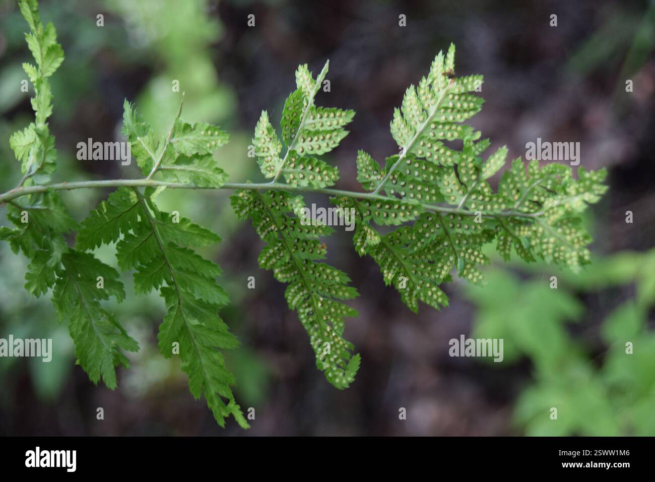spinulose wood fern (Dryopteris carthusiana), Plantae, Powerview ...