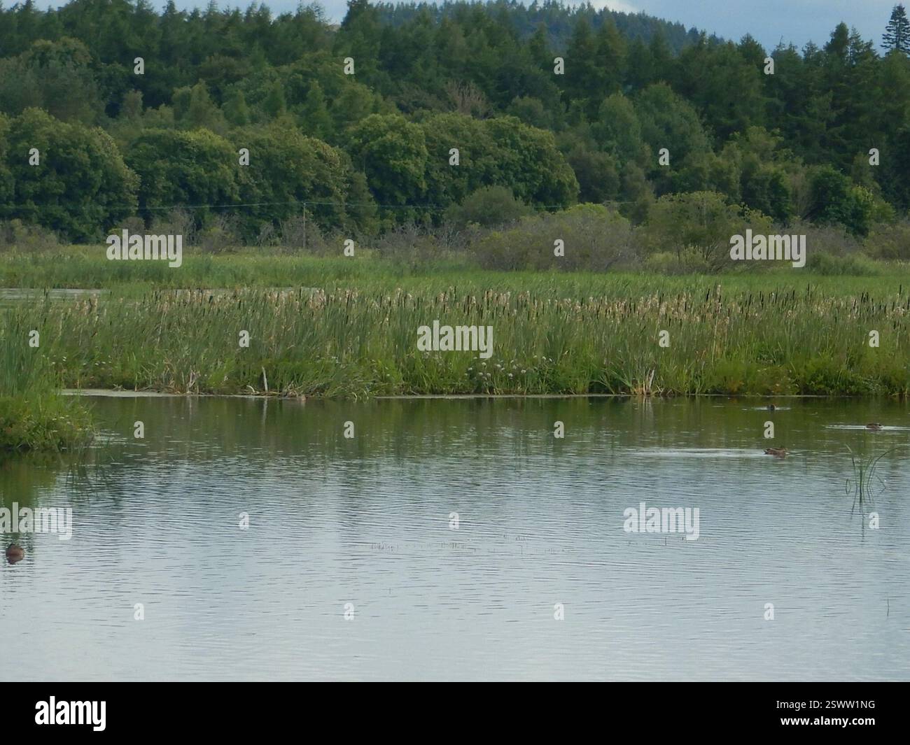 broadleaf cattail (Typha latifolia), Plantae, Angus Council, UK Stock ...