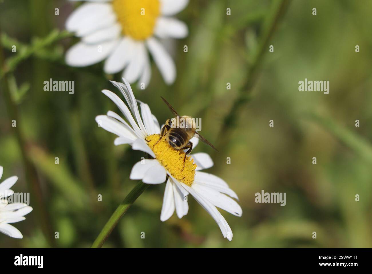 Western Leafcutter Bee (Megachile perihirta), Insecta, Okanagan ...