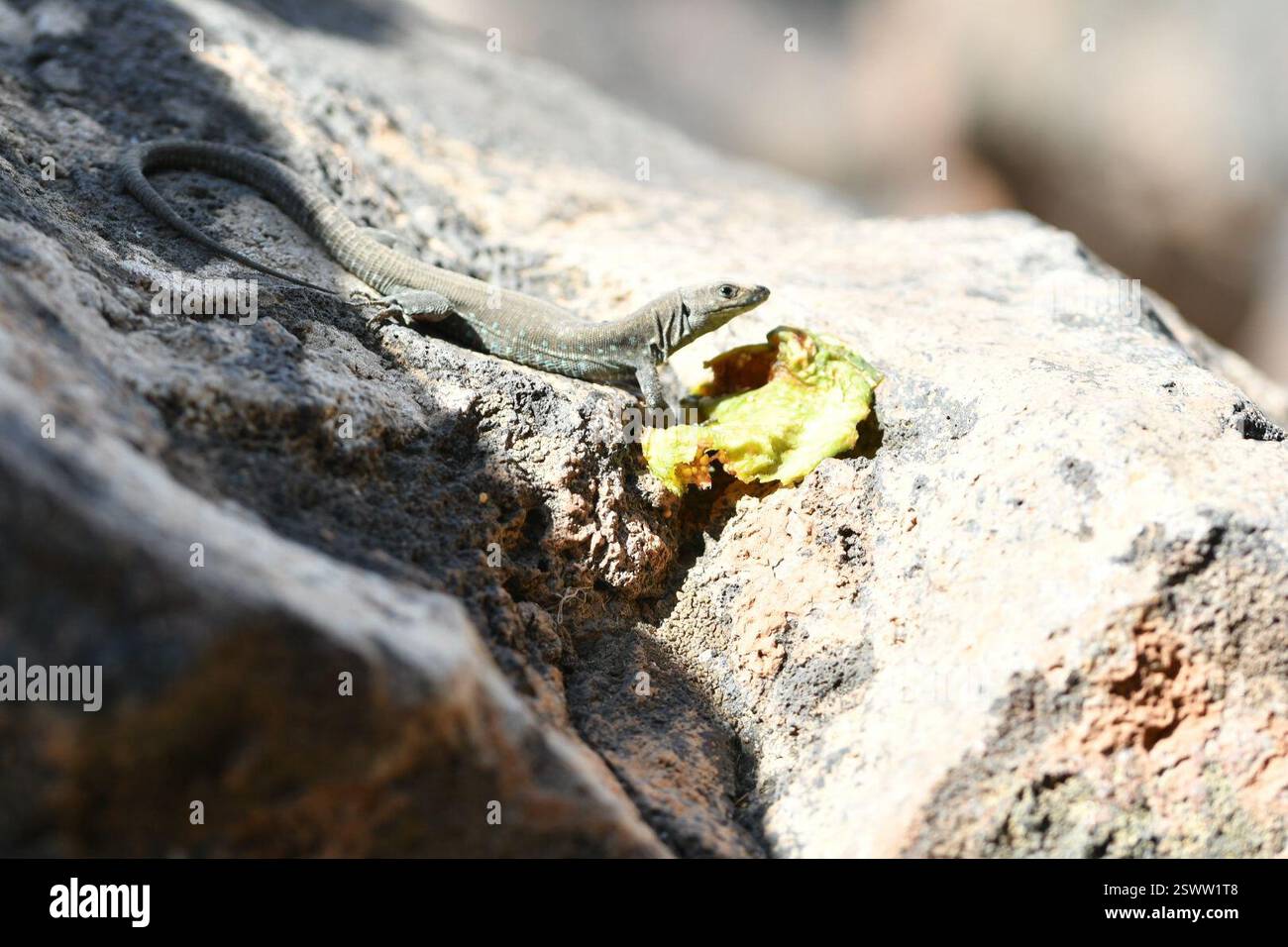 Lanzarote Atlantic lizard (Gallotia atlantica atlantica), Reptilia ...